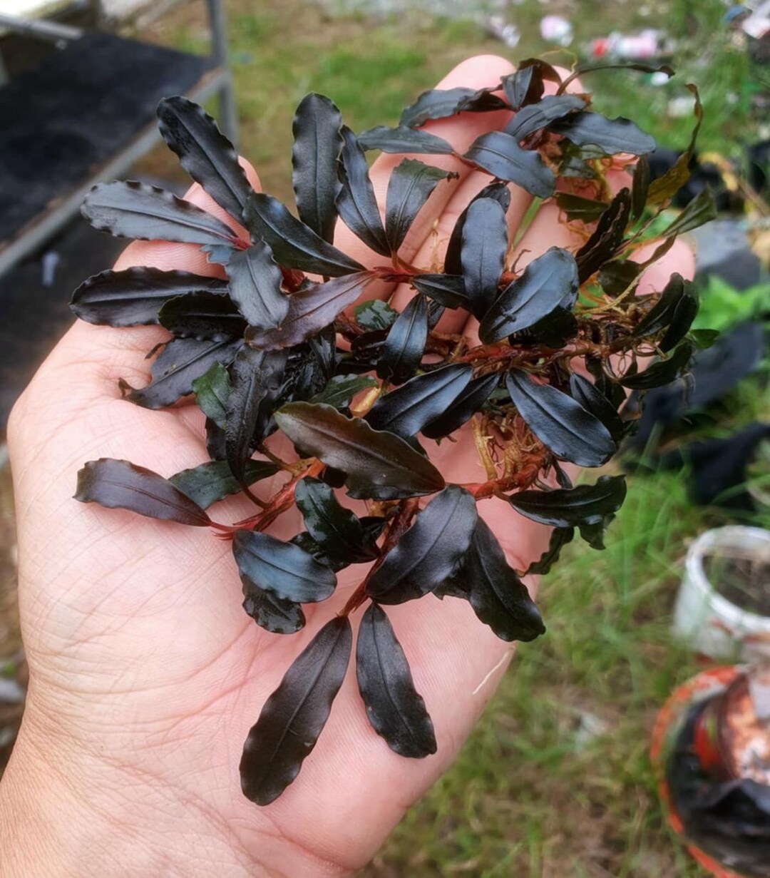 Bucephalandra Brownie Metallic | Ships From Austin, Texas - Etsy