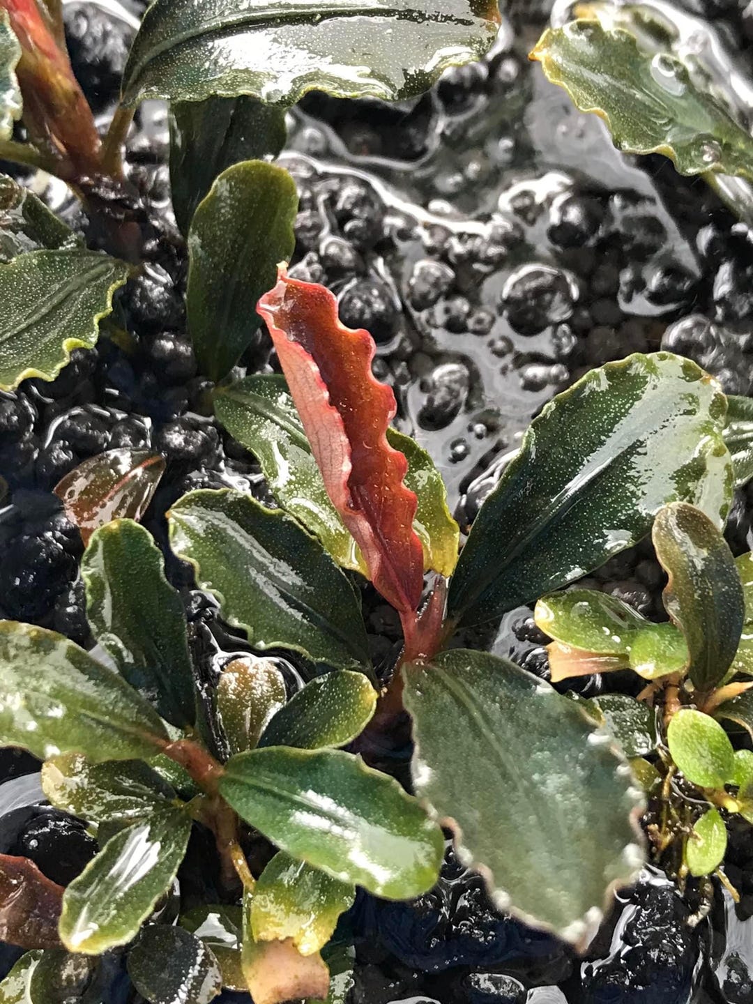 Bucephalandra Brownie Jade Aquatic Plants - Etsy