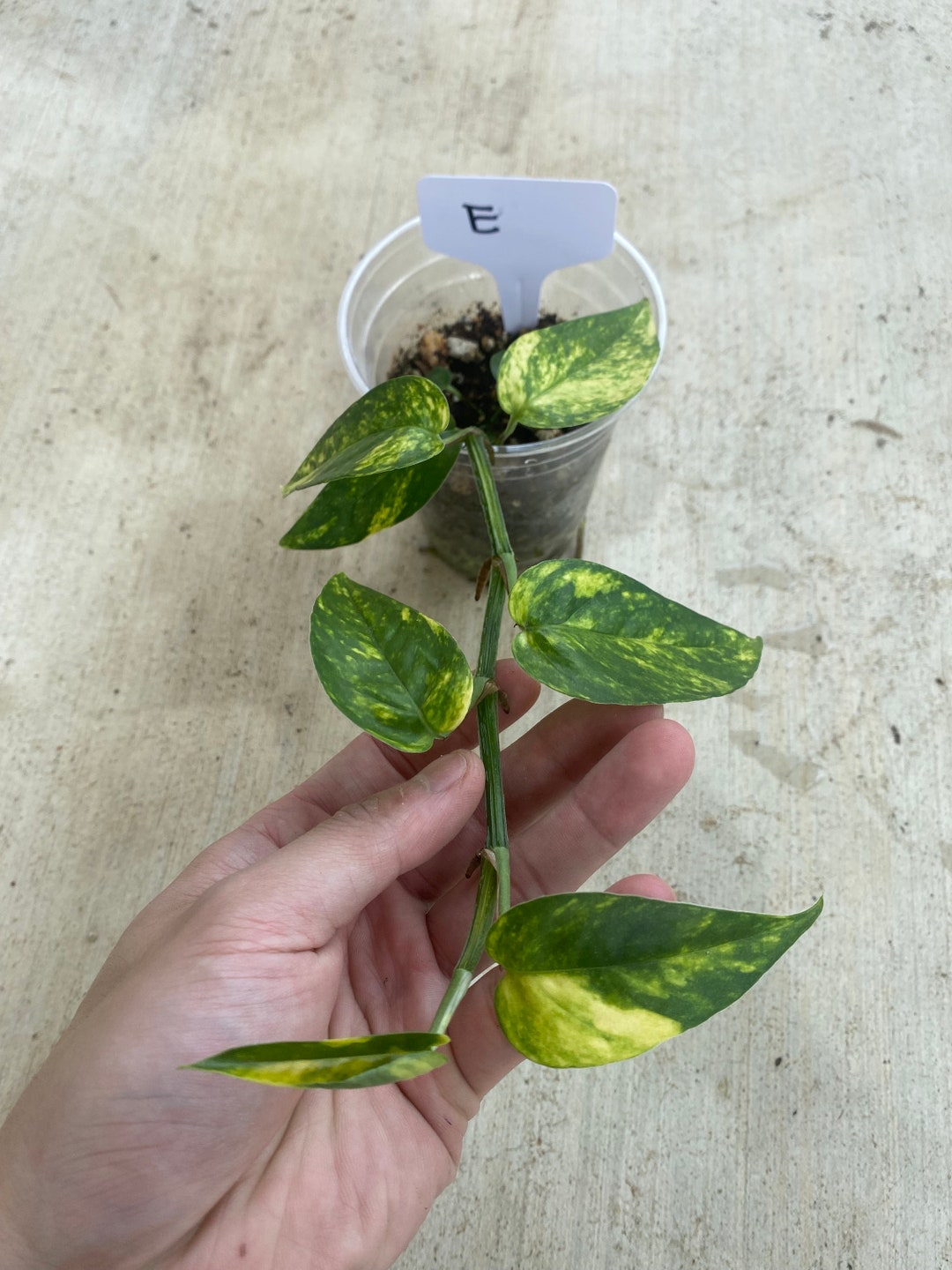 Epipremnum Pinnatum Sunburst E Rare House Plant Ships From Austin ...