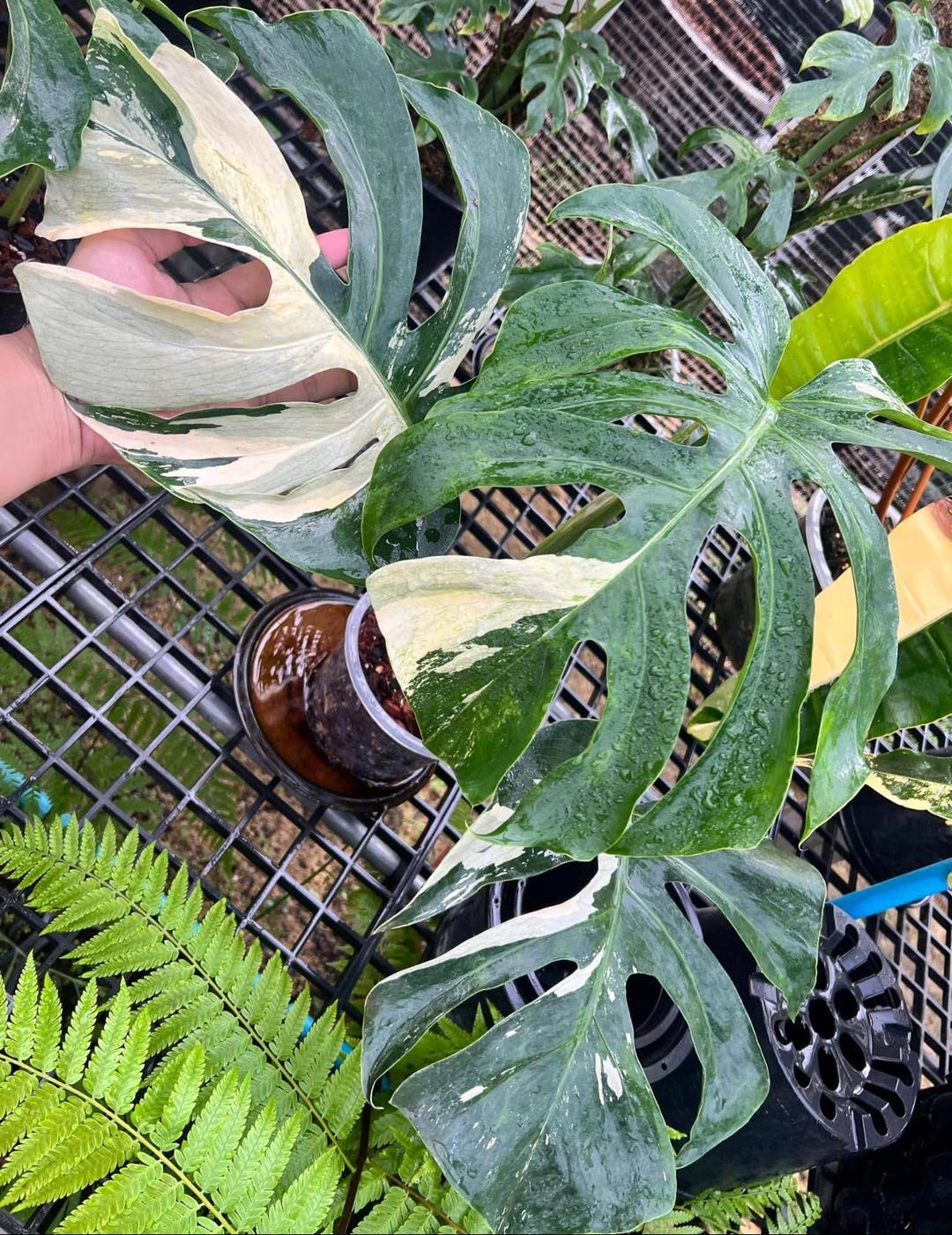 Monstera Mint | J | Ships From Austin, Texas - Etsy