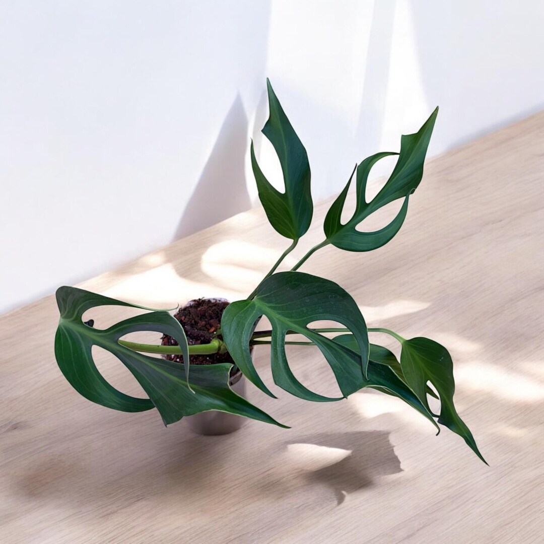 Burle Marx Flame Monstera | Plant #2 | Ships From Austin, Texas - Etsy