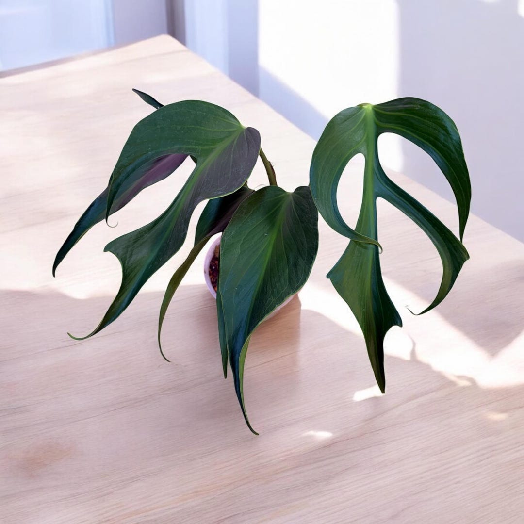 Monstera Burle Marx Flame | Plant #6 | Ships From Austin, Texas - Etsy