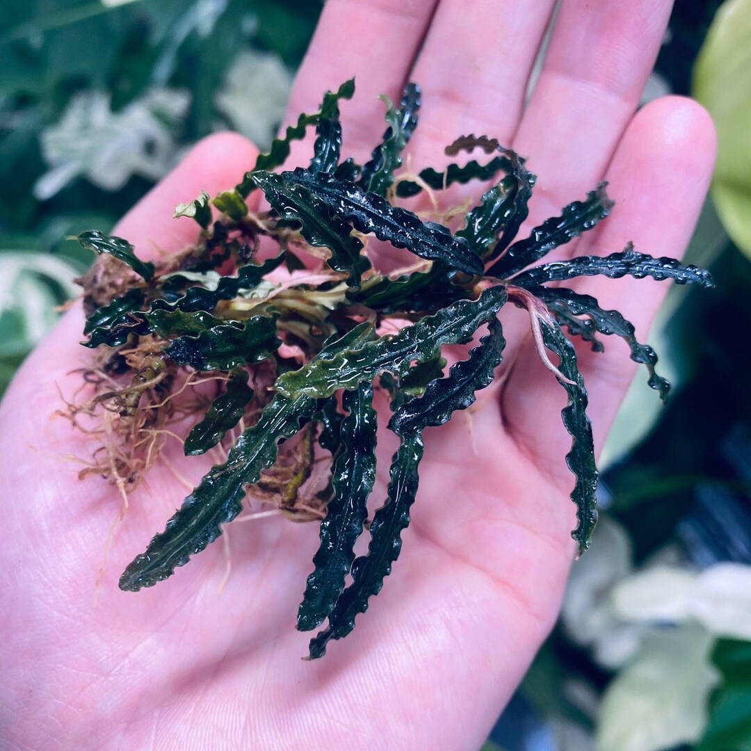 Bucephalandra Catherinae - Etsy