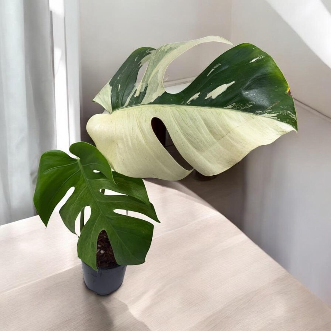 Monstera Mint | #99 | Ships From Austin, Texas - Etsy