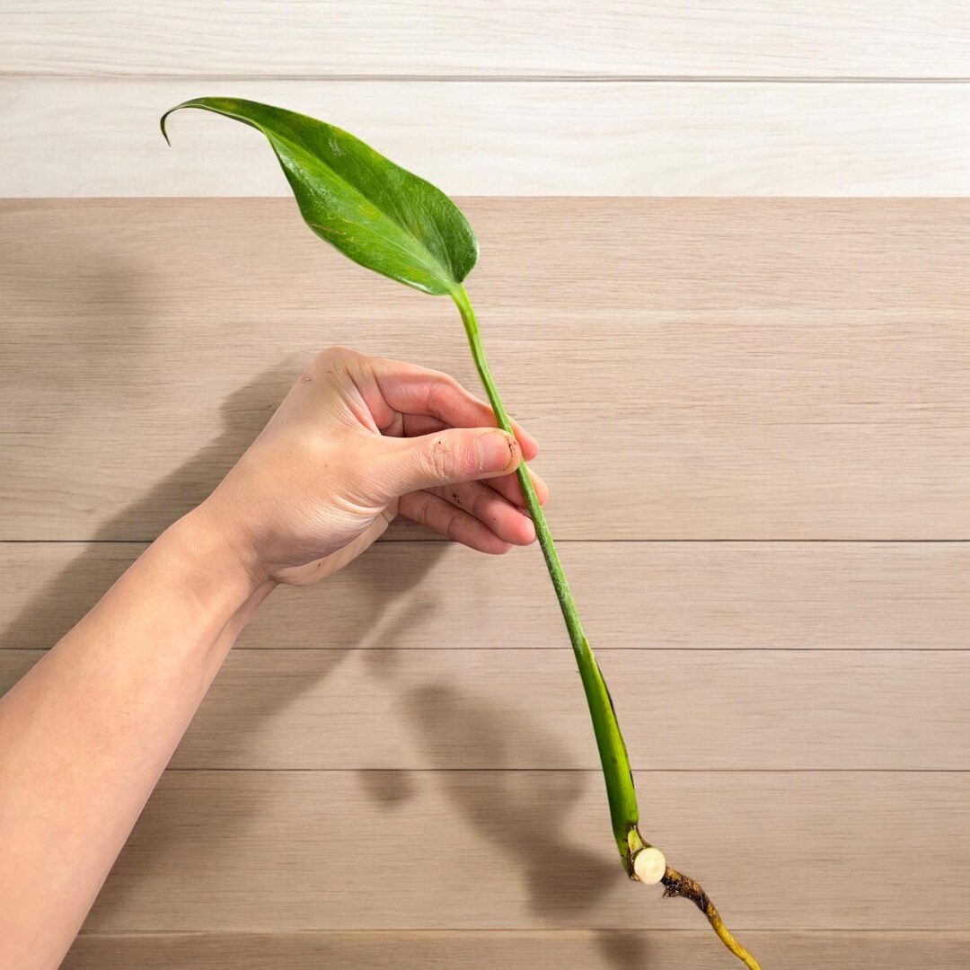 Monstera Burle Marx Flame Cutting | Exact Plant | Ships From Austin ...