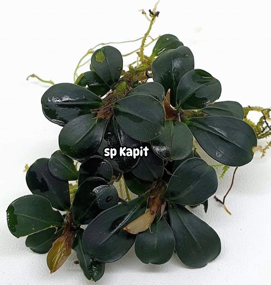 Bucephalandra Sp Mini Kapit | Ships From Austin, Texas - Etsy