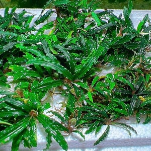 Bucephalandra Velvet Aquatic Plants - Etsy