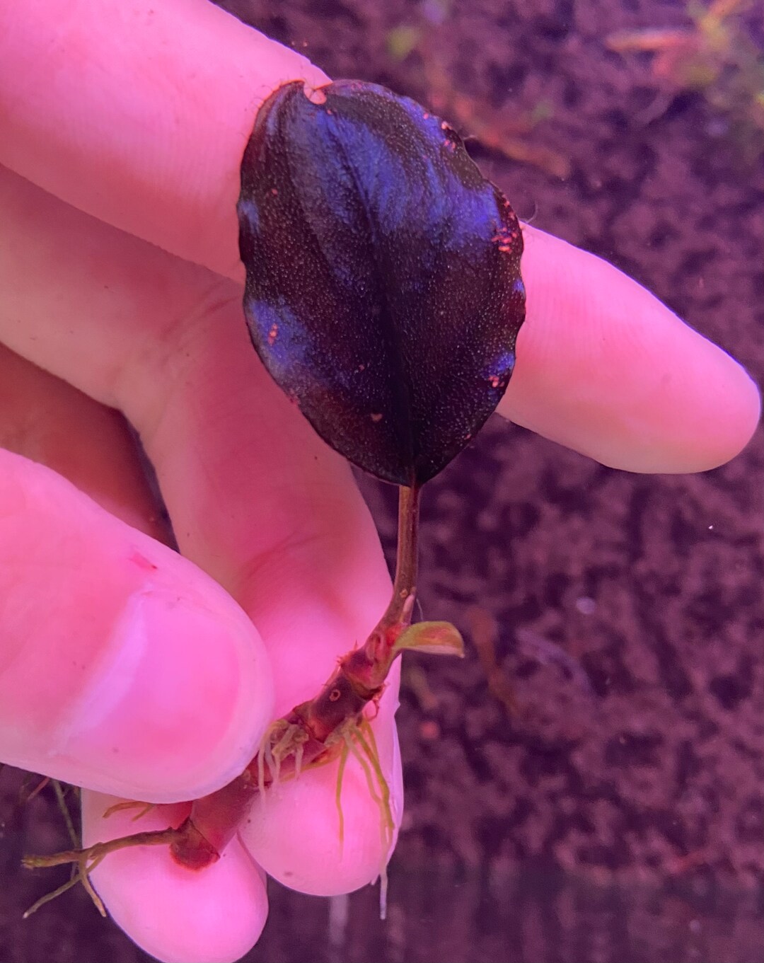 Bucephalandra Blackrock Helena WYSIWYG - Etsy