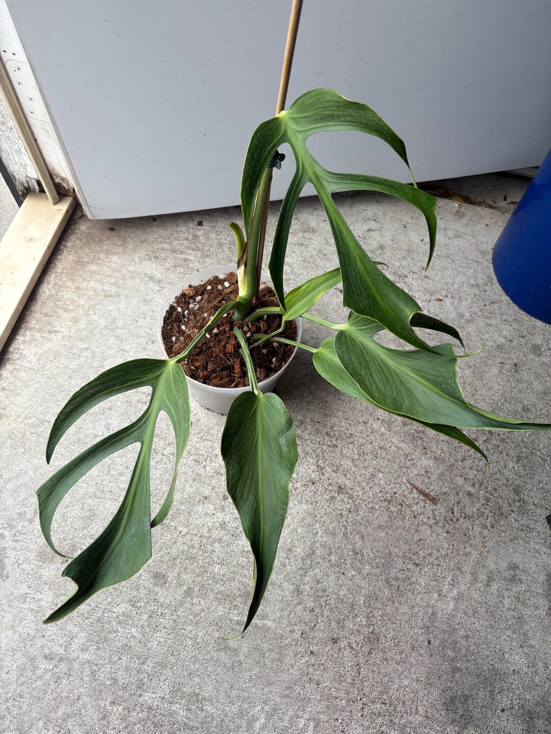 Monstera Burle Marx Flame | Plant #15 | Ships From Austin, Texas - Etsy