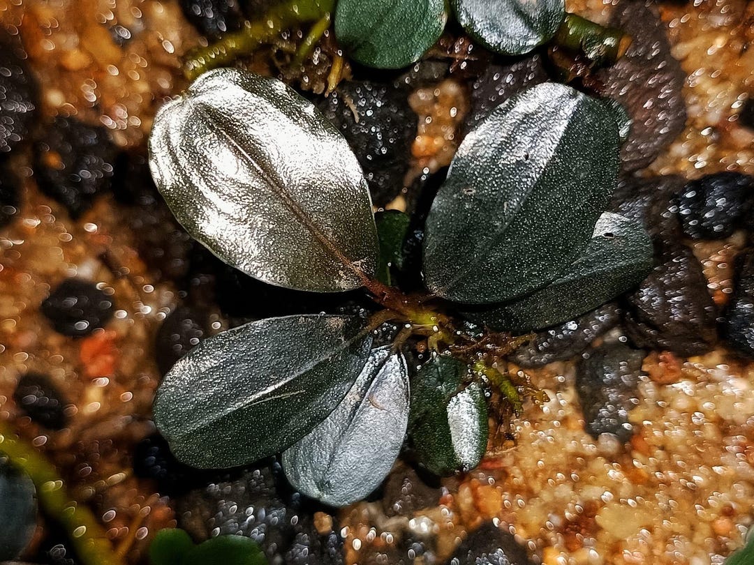Bucephalandra Black Pink | Ships From Austin, Texas - Etsy