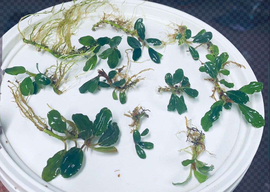 Mini Bucephalandra 10 Plants Pack Small Type Buce Great for Small ...