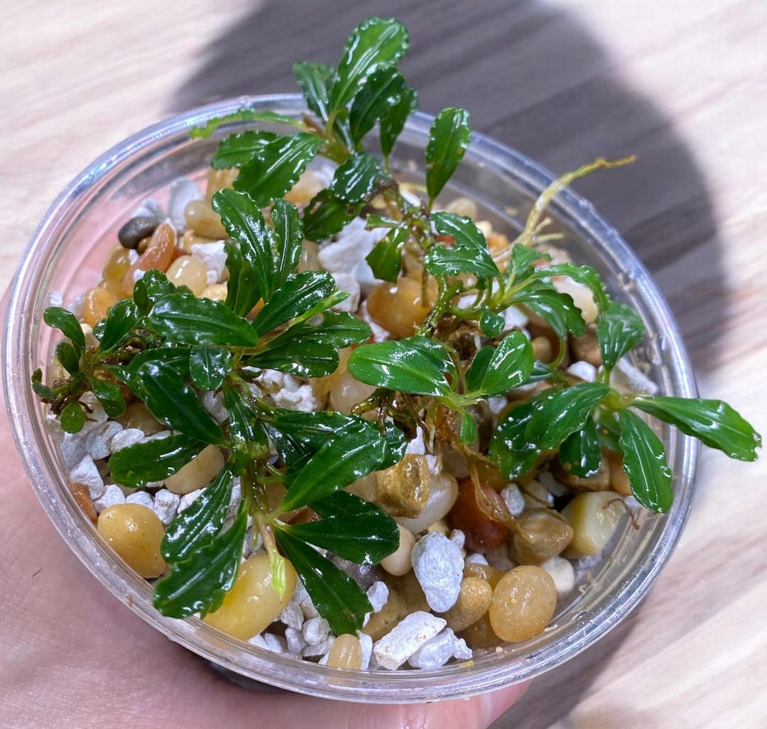 Bucephalandra Mini Boyan Ships From Austin, Texas - Etsy