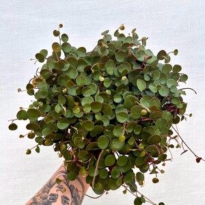 6 Inch Peperomia Ruby Cascade - Etsy