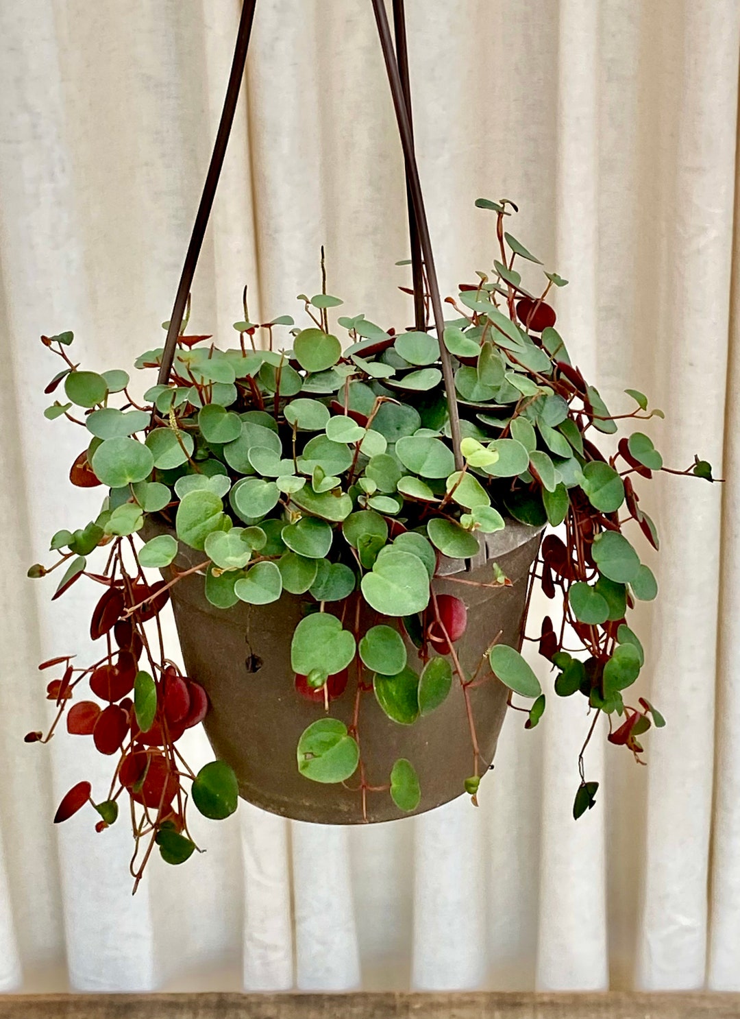 Peperomia Ruby Cascade - Etsy