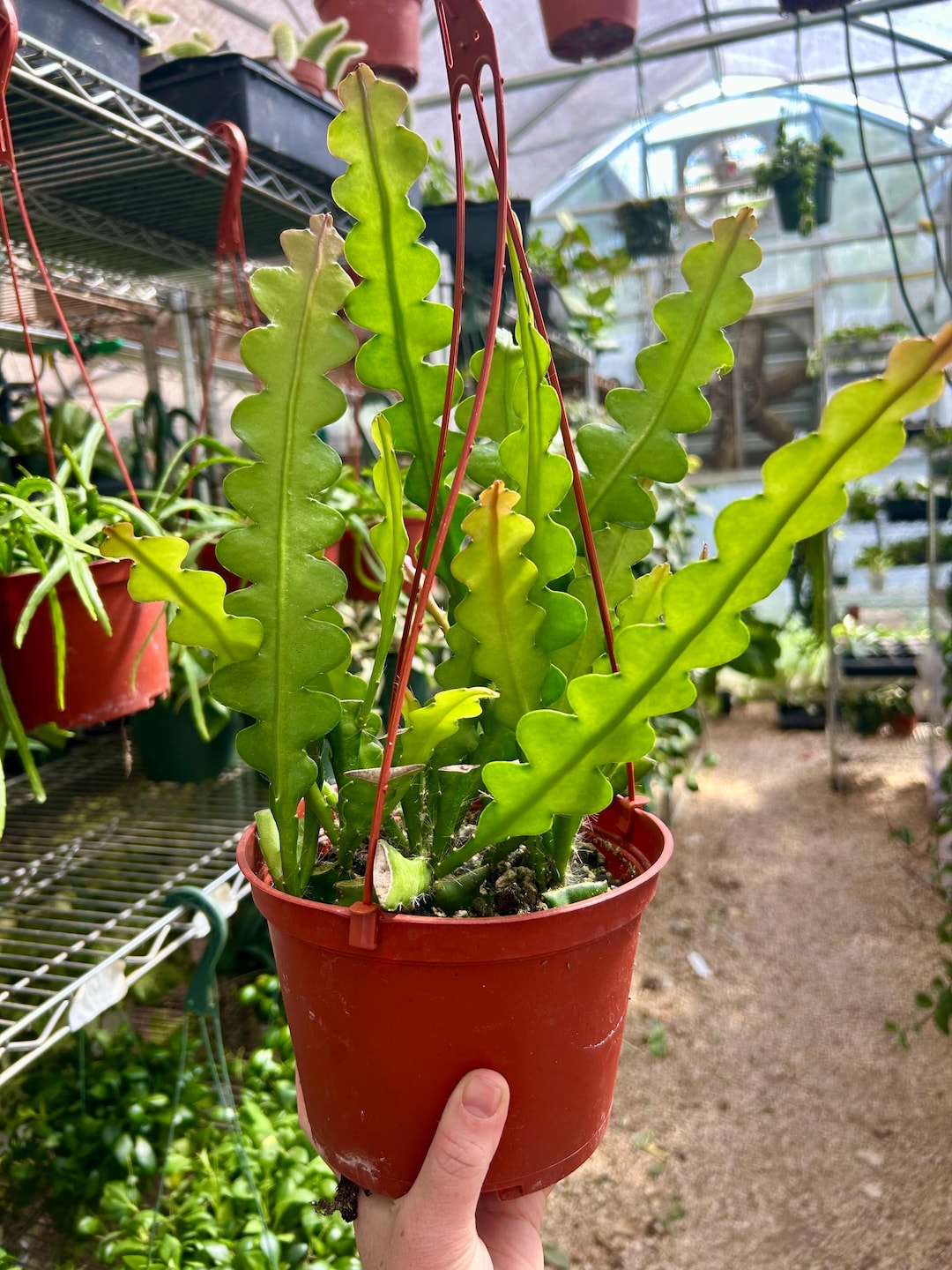 Ric Rac Cactus - Etsy