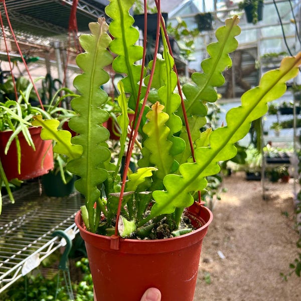 Ric Rac Cactus - Etsy