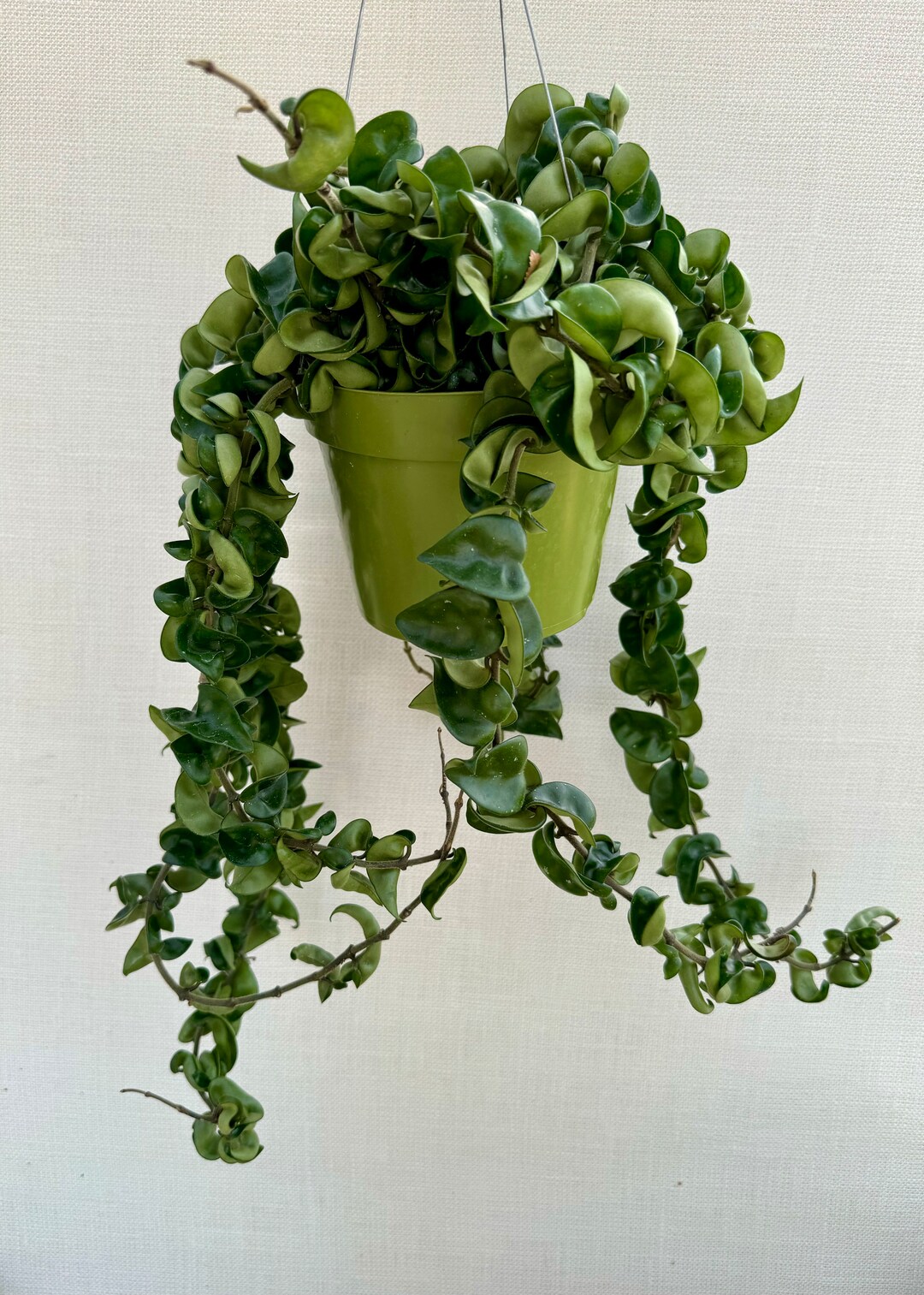 Hindu Rope Compacta - Etsy