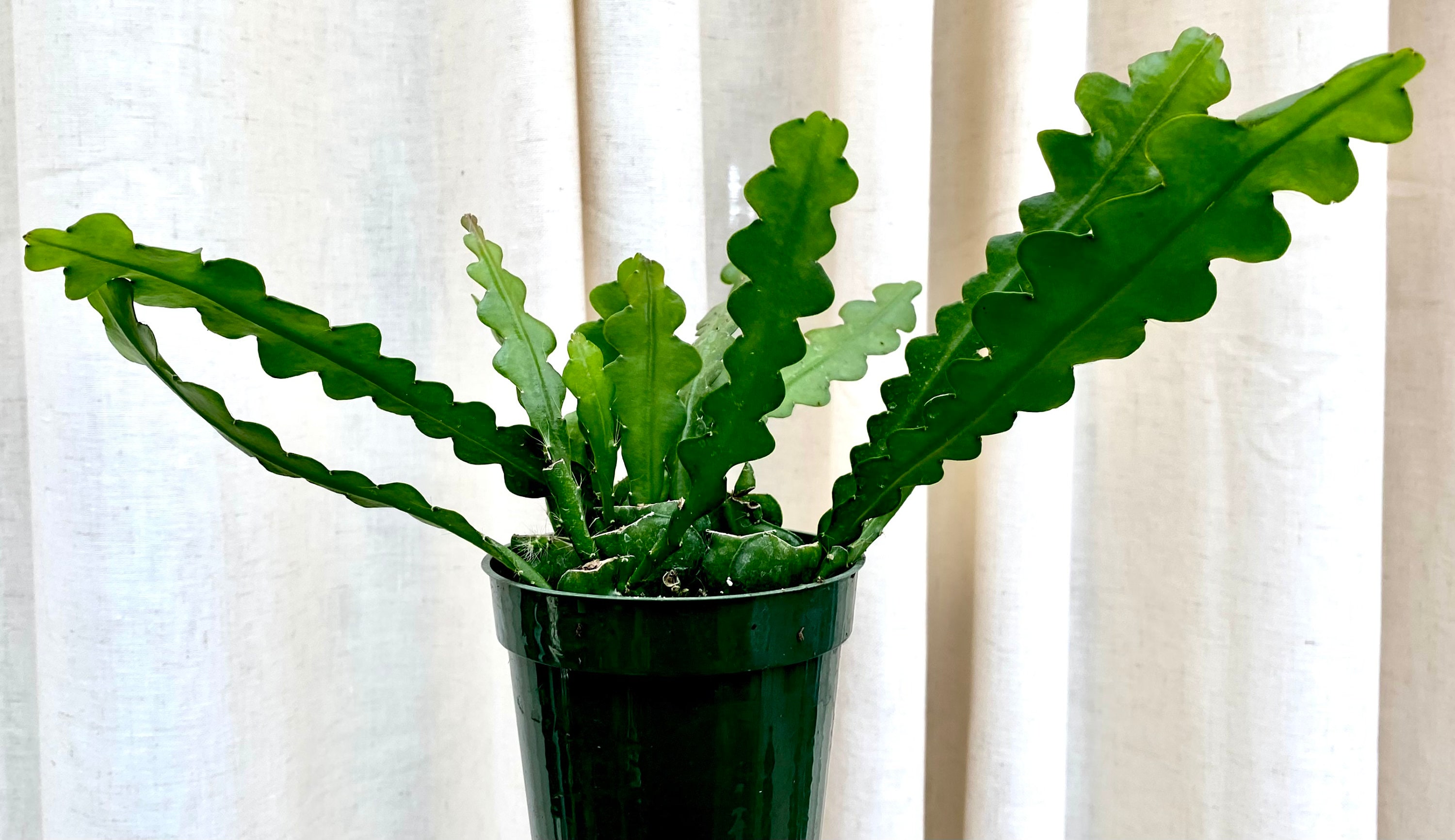 Ric Rac Cactus - Etsy