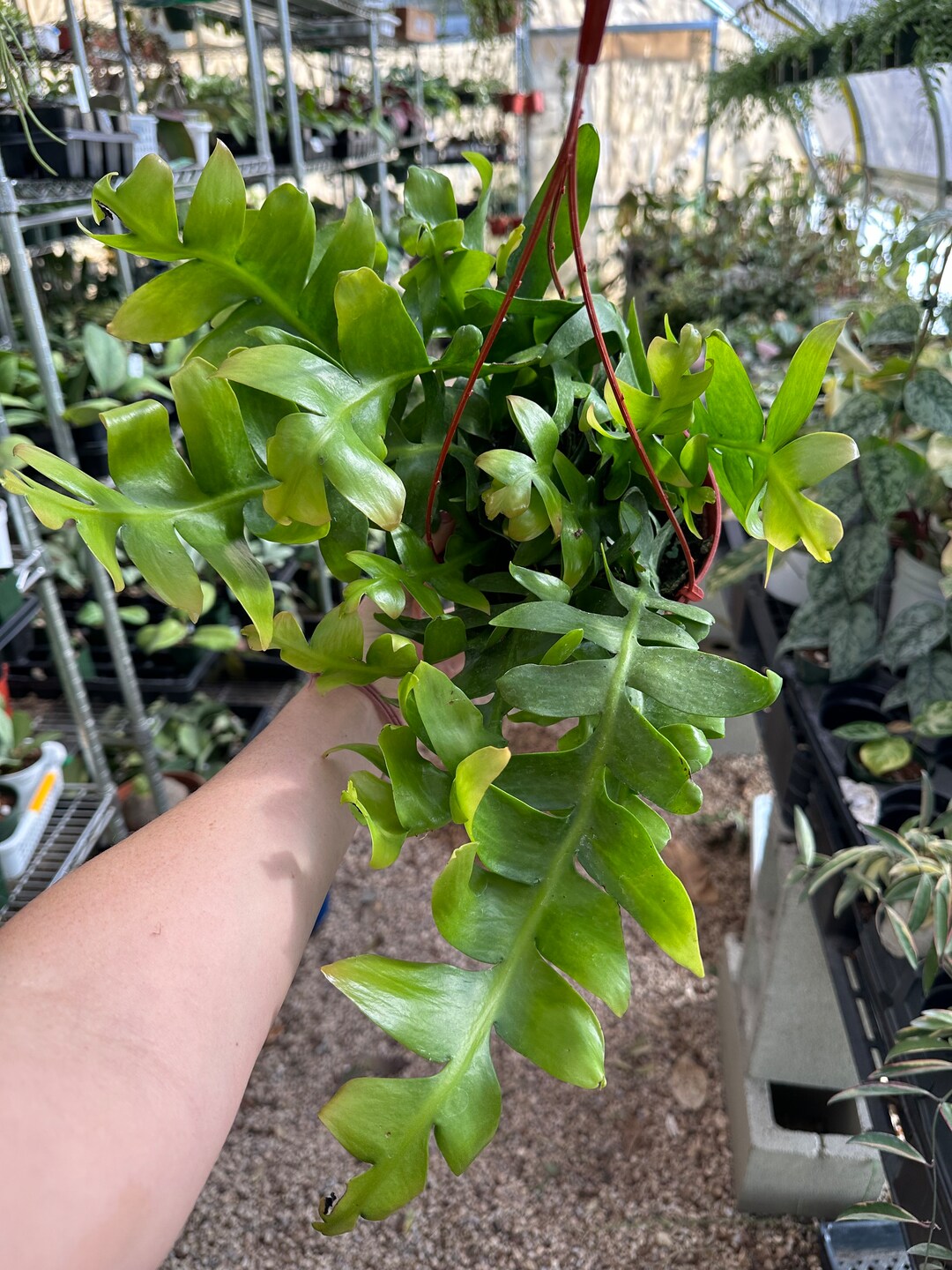 Shark Tooth Cactus - Etsy