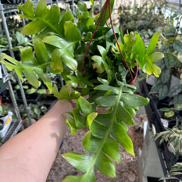 Fern Leaf Cactus - Etsy