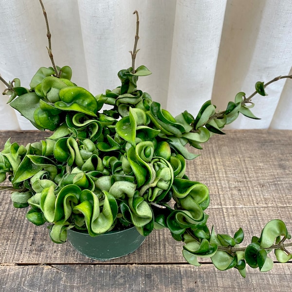 Hindu Rope Plant - Etsy