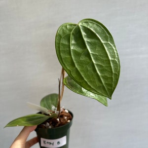 Big Leaf Latifolia Dinner Plate Hoya - Etsy
