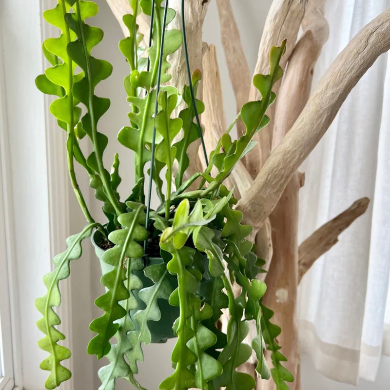 Ric Rac Cactus - Etsy