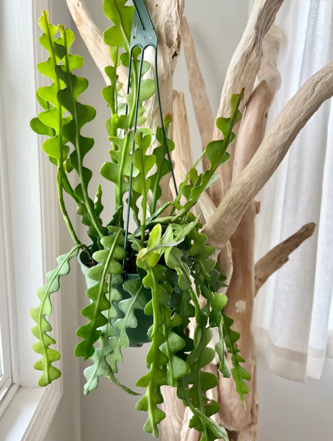 Ric Rac Cactus - Etsy