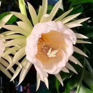 Shark Tooth Cactus - Etsy