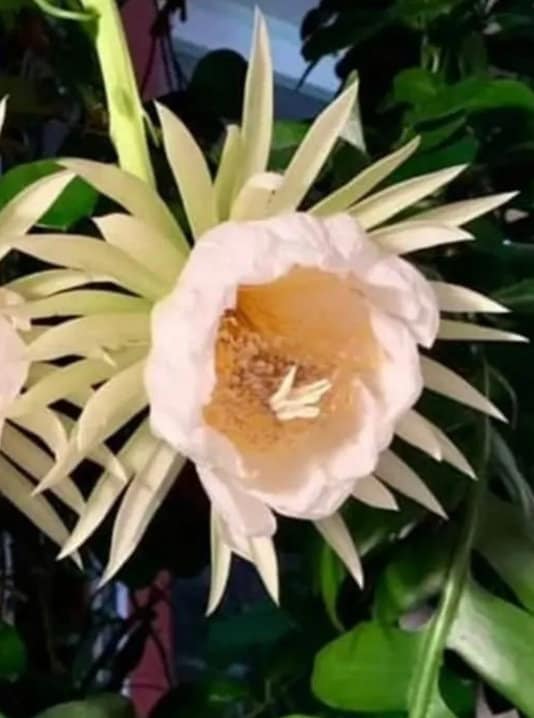 Shark Tooth Cactus - Etsy