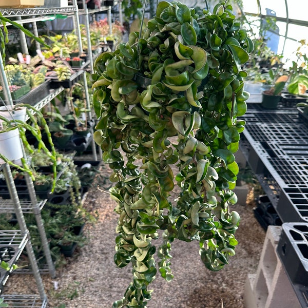 Hindu Rope Plant - Etsy