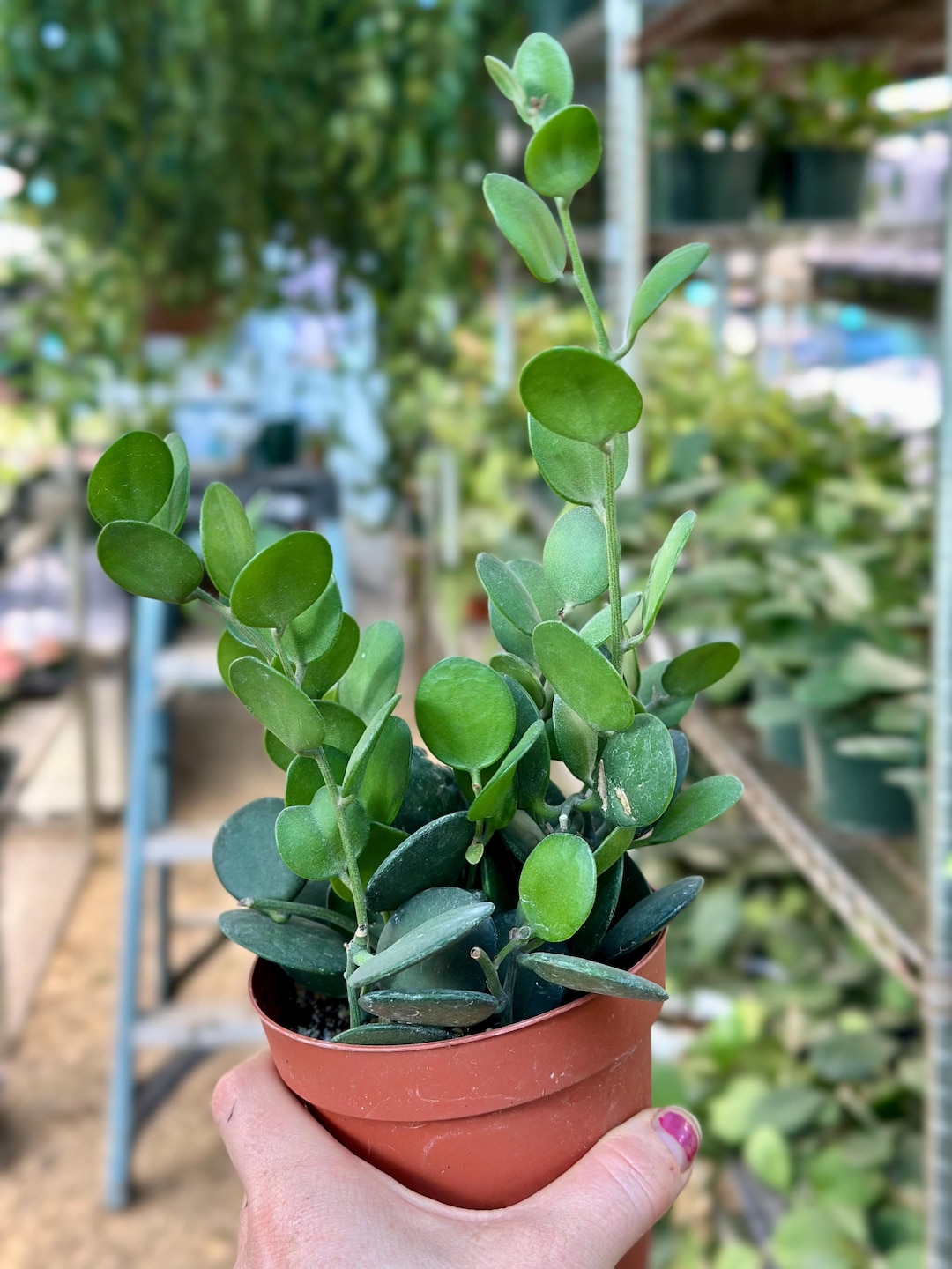 String of Coins - Xerosicyos Danguyi - Etsy