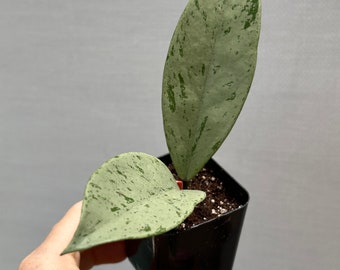 Ghost Hoya Pubicalyx Pink Silver Ghost Stable Full Silver Splash, Rare Unicorn Hoya Pubicalyx ...