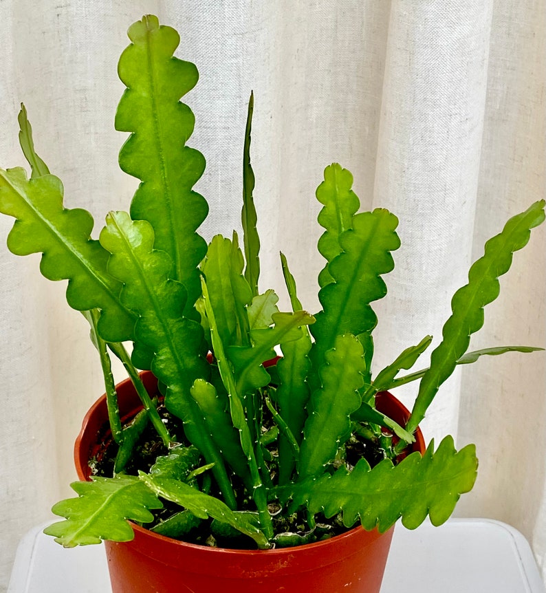 Ric Rac Cactus - Etsy