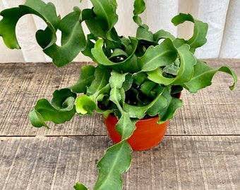 Curly Orchid Cactus Cutting - Etsy