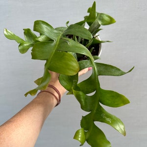 Shark Tooth Cactus - Etsy