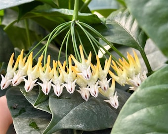 Hoya Multiflora Shooting Star Plant Live Rare Indoor Houseplants in 4 ...
