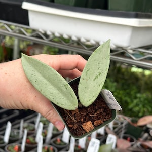 Hoya Pubicalyx ‘pink Silver Ghost’ - Etsy