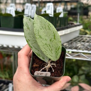 Hoya Pubicalyx ‘pink Silver Ghost’ - Etsy