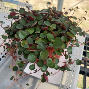 Peperomia Ruby Cascade - Etsy