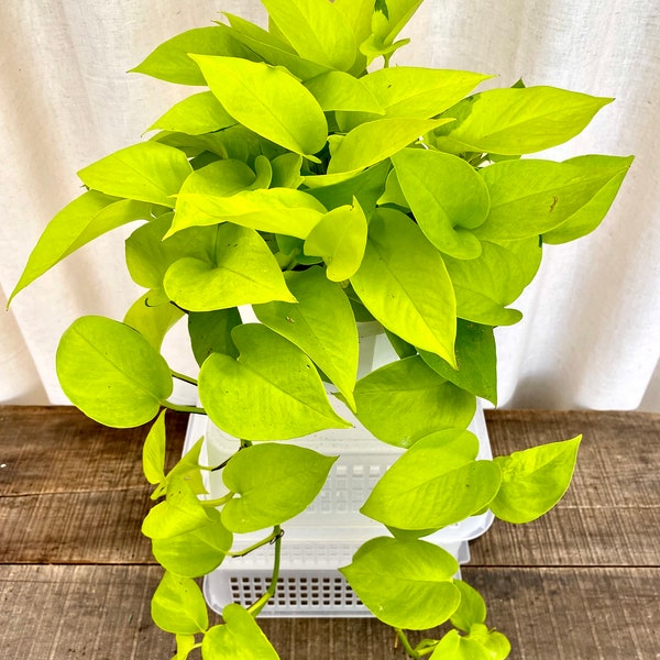 Pothos Pink Princess - Etsy