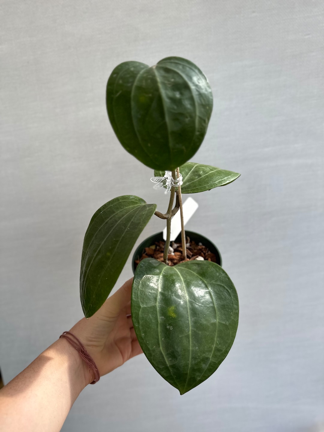 Big Leaf Latifolia Dinner Plate Hoya - Etsy