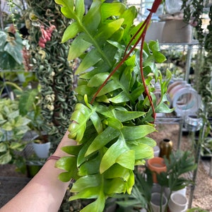 Shark Tooth Cactus - Etsy