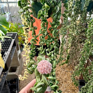 XL Variegated Hoya Hindu Rope Compacta - Etsy