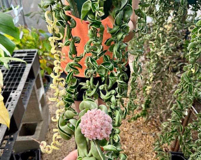 XL Variegated Hoya Hindu Rope Compacta - Etsy