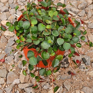Peperomia Ruby Cascade - Etsy