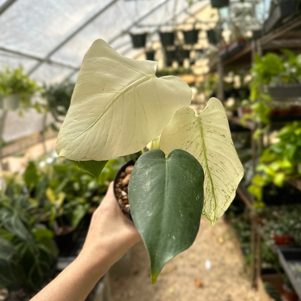 White Monstera - Etsy