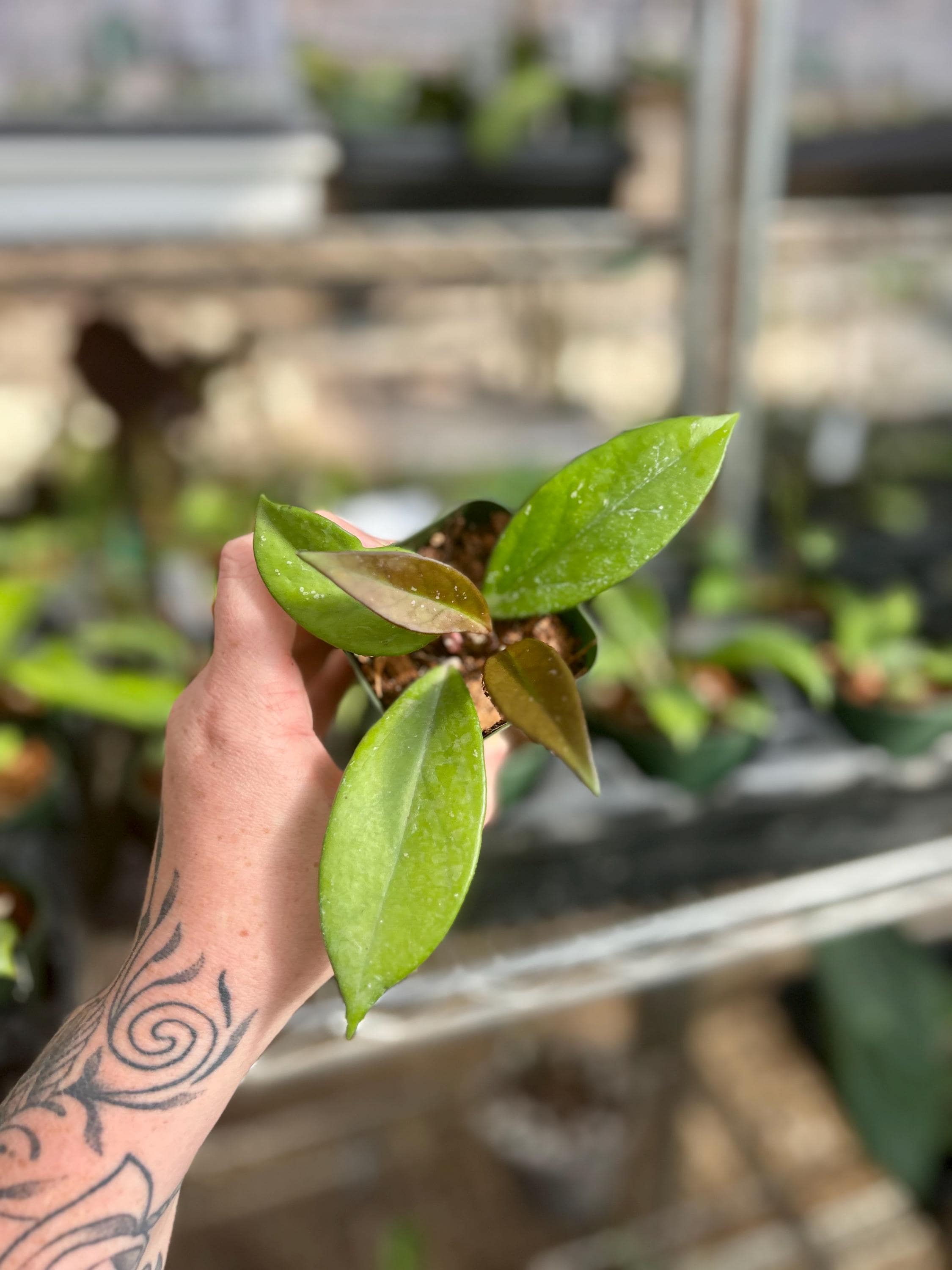 Royal Hawaiian Purple Hoya Pubicalyx - Etsy
