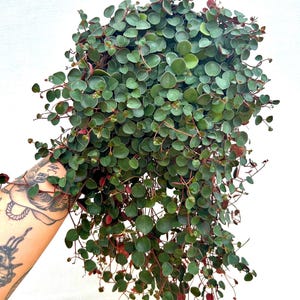 6 Inch Peperomia Ruby Cascade - Etsy