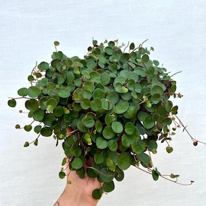 6 Inch Peperomia Ruby Cascade - Etsy